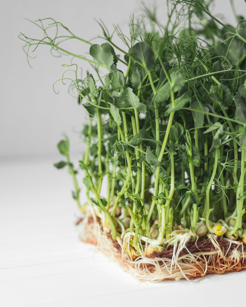 The Ultimate Guide to Famous Microgreens - NUTRI RUN CLUB